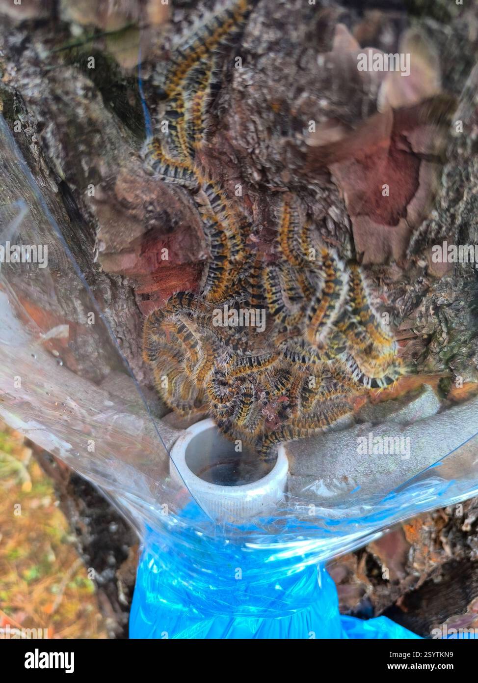 Processionary caterpillar. Trap to catch the caterpillar on its way from the top of the pine ...