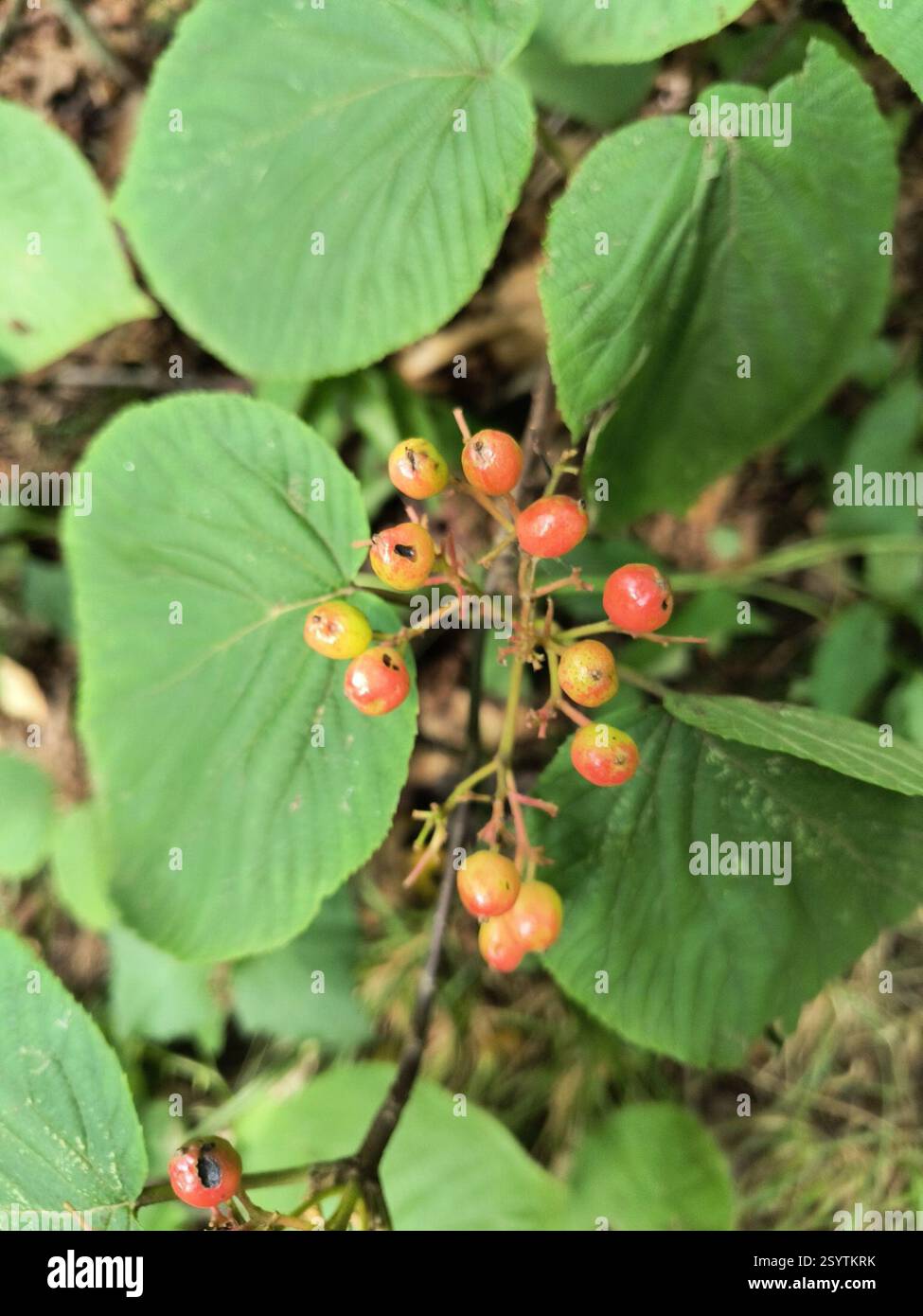 hobblebush (Viburnum lantanoides), Plantae, Lincoln, VT 05443, USA ...