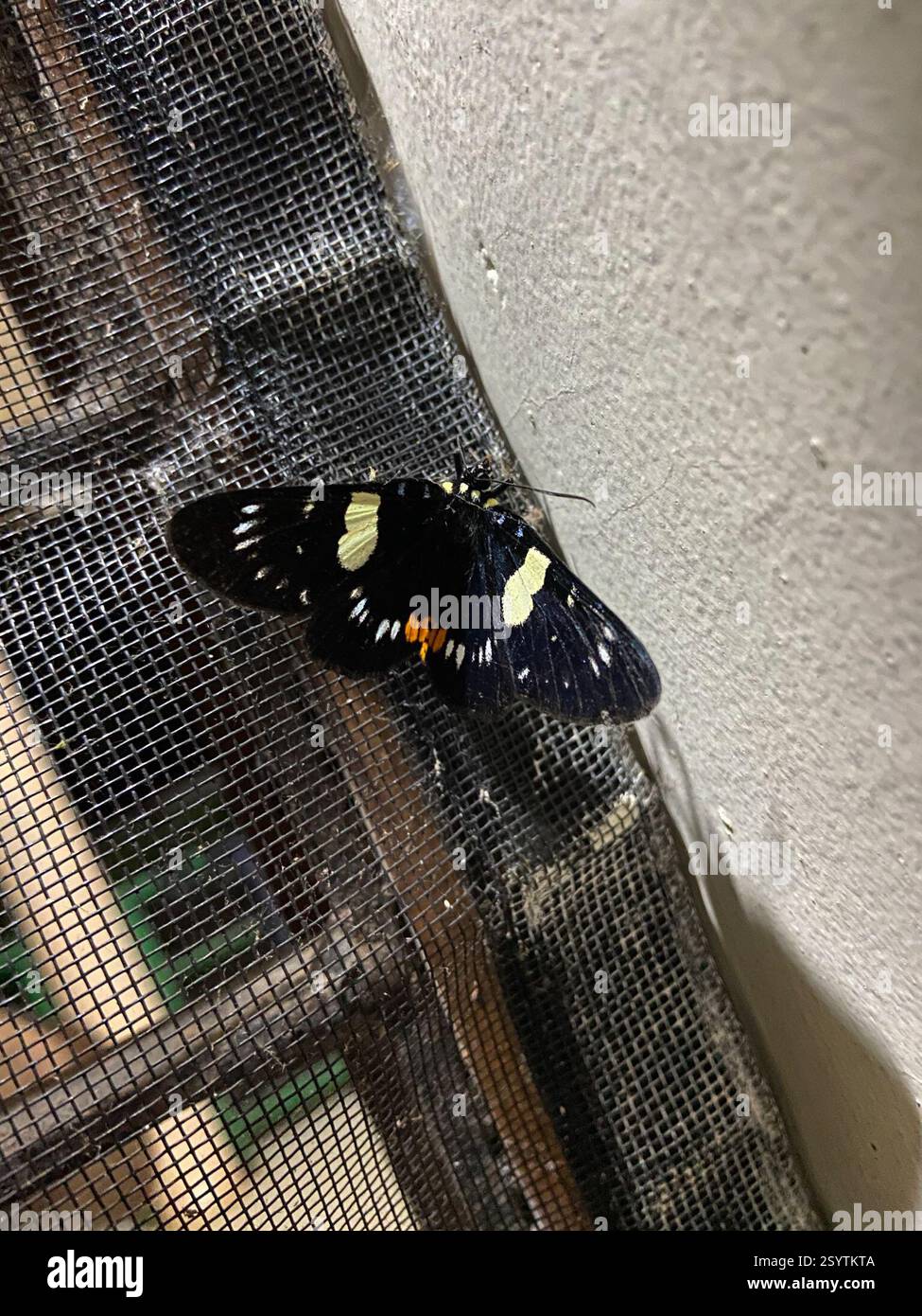 Blue-spotted Forester Moth (Episteme adulatrix), Insecta, Dolvan, Tapi ...