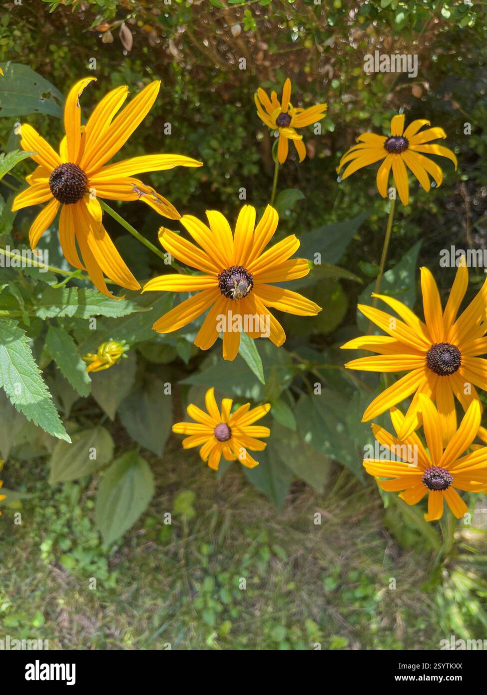 Longhorn Bees (Eucerini), Insecta, Kennedy Pl, London, ON, CA Stock ...