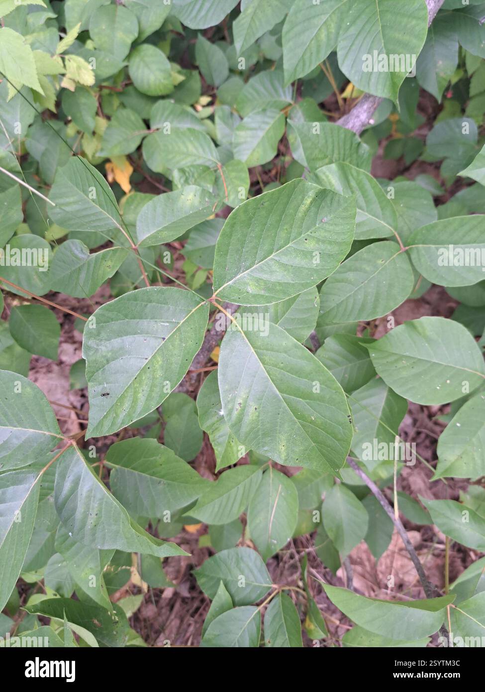 western poison ivy (Toxicodendron rydbergii), Plantae, Johnson, ON ...