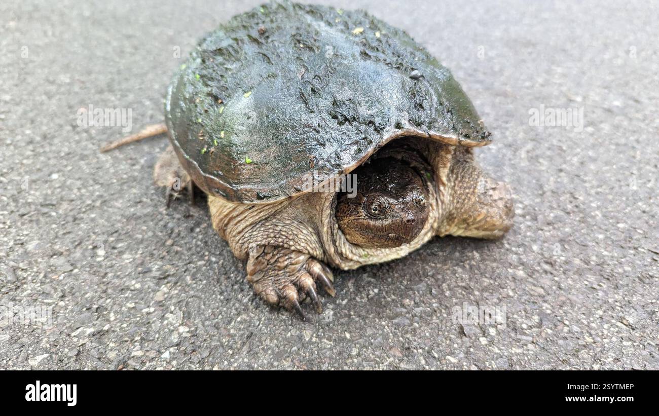 Common Snapping Turtle (Chelydra serpentina), Reptilia, Scriba, NY, USA ...