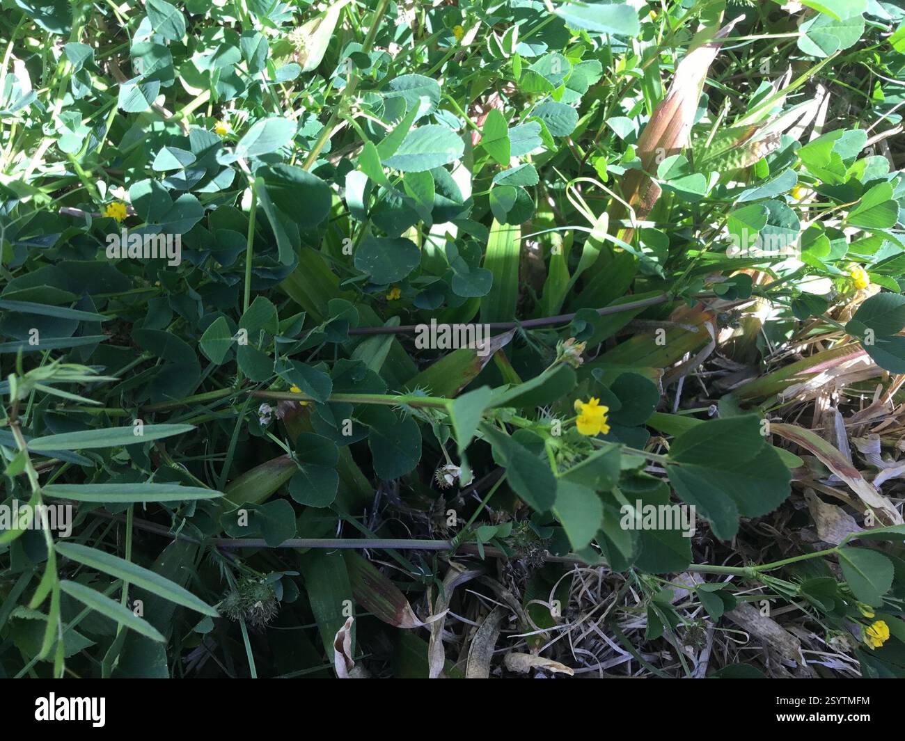 bur clover (Medicago polymorpha), Plantae, Queensland, AU Stock Photo ...