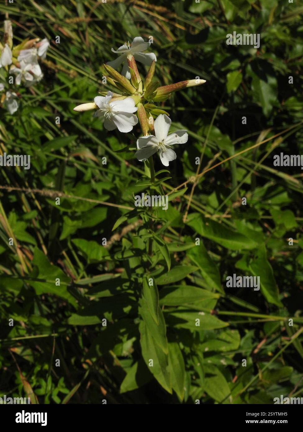 common soapwort (Saponaria officinalis), Plantae, Westborough, MA, USA ...