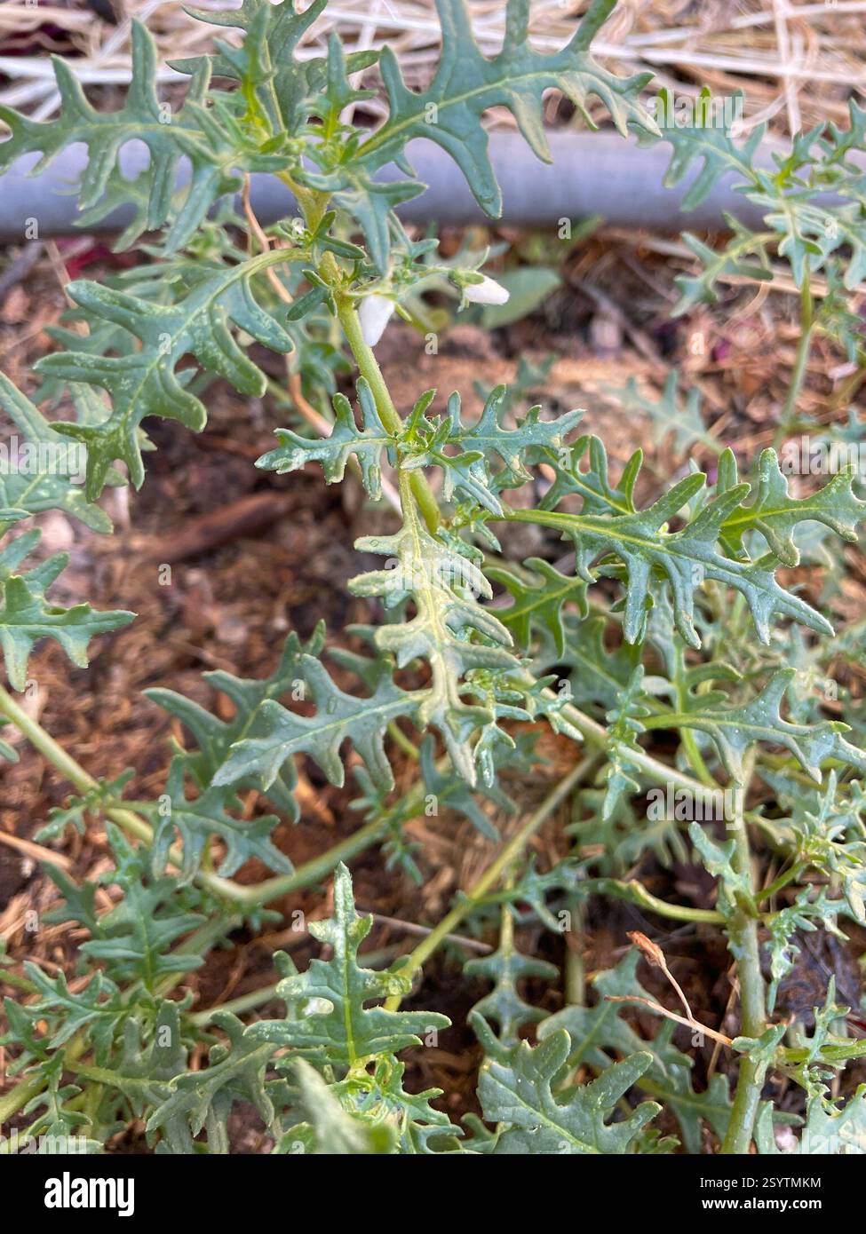 Cutleaf Nightshade (Solanum triflorum), Plantae, Cibola National Forest ...