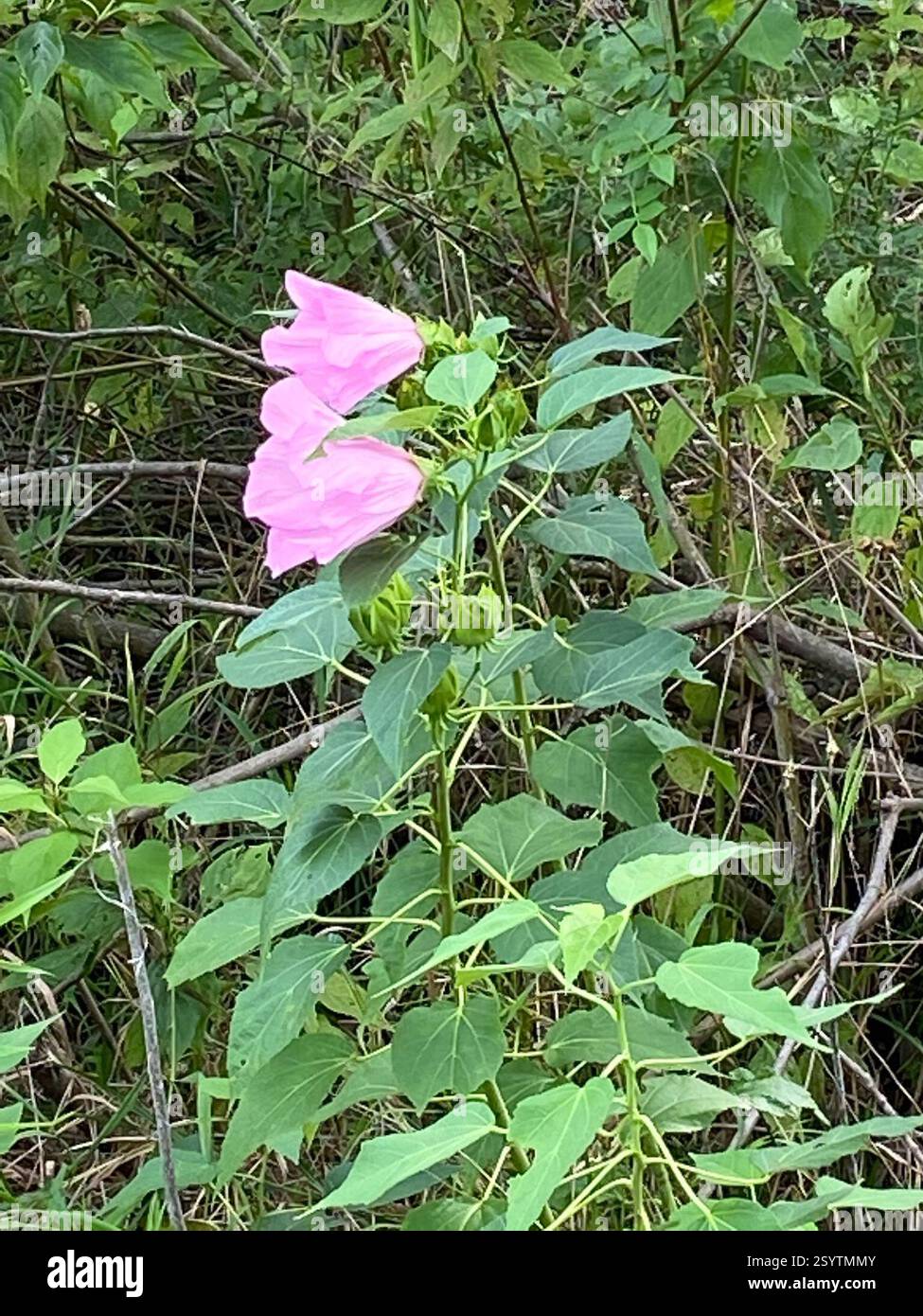swamp rose mallow (Hibiscus moscheutos), Plantae, East Fork Lake ...