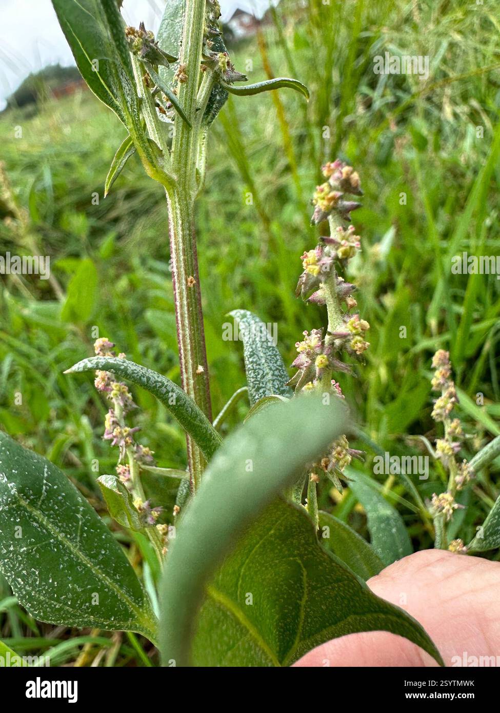 Common Orache (Atriplex patula), Plantae, A4232, Cardiff, Wales, GB ...
