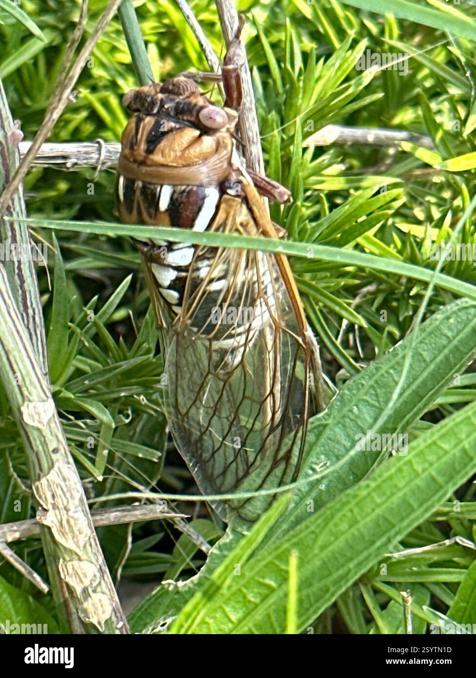 Bush Cicada (Megatibicen dorsatus), Insecta, Cheyenne Dr, Woodward, OK ...