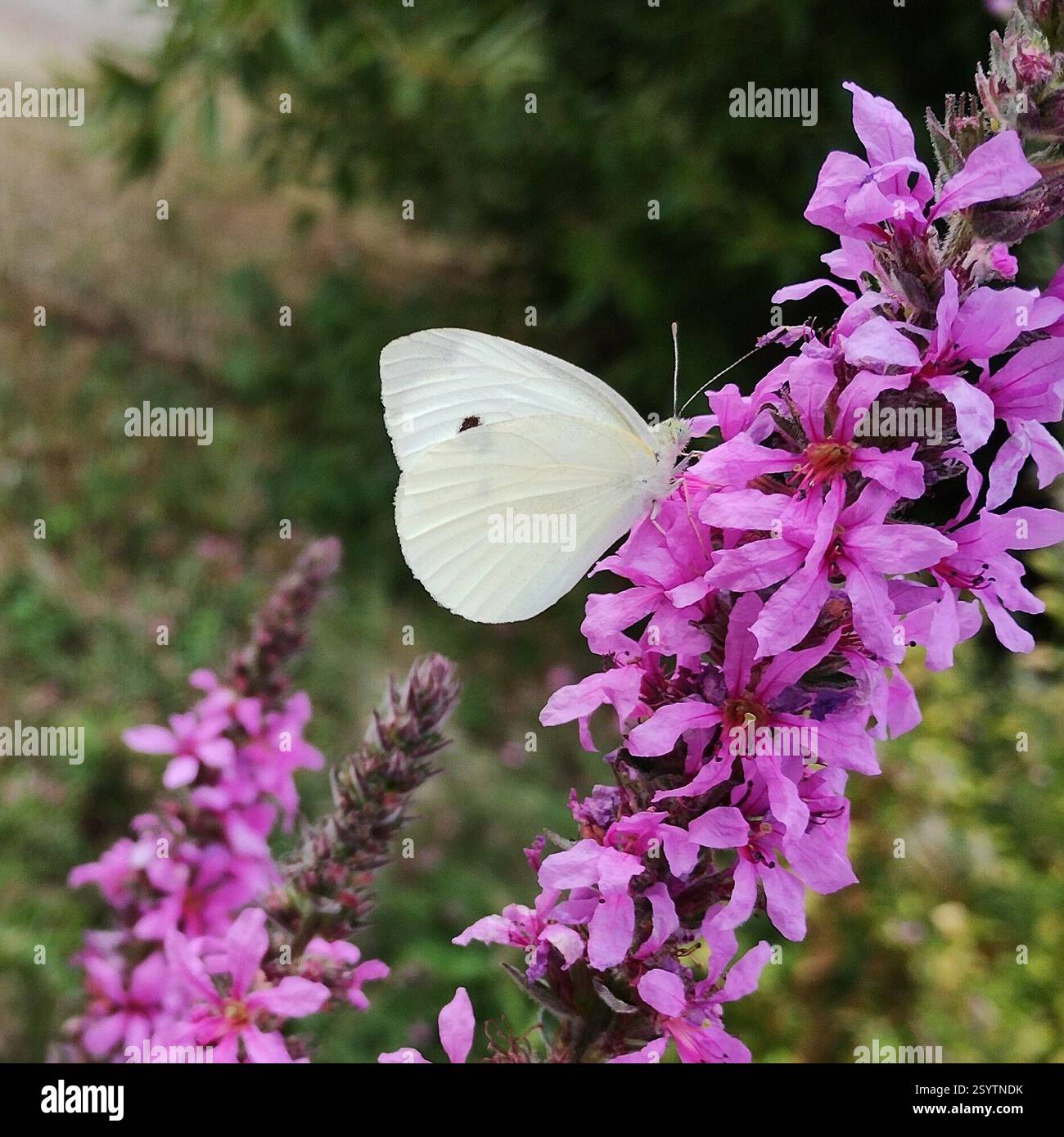 Garden Whites (Pieris), Insecta, Kosanin dol, Pancharevo, Bulgaria ...