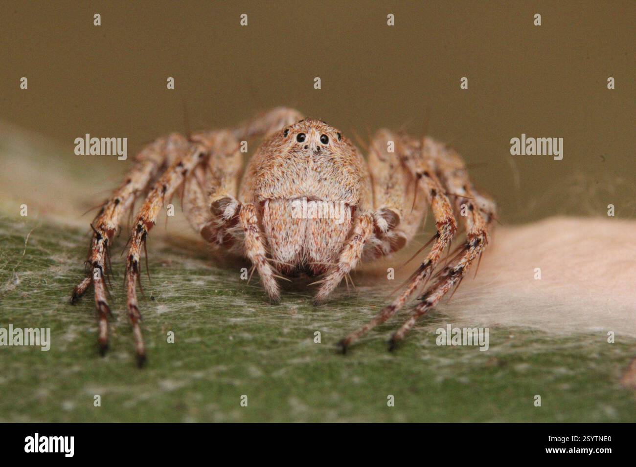 Grass lynx spiders (Oxyopes), Arachnida, Emerald Hill, Harare, Zimbabwe ...