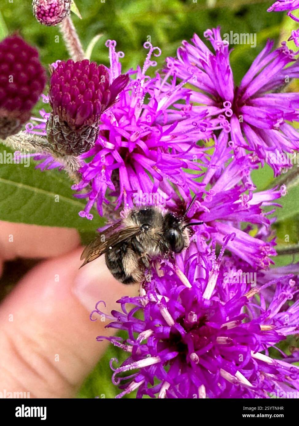 Orange-tipped Wood-digger (Anthophora terminalis), Insecta, Humber ...