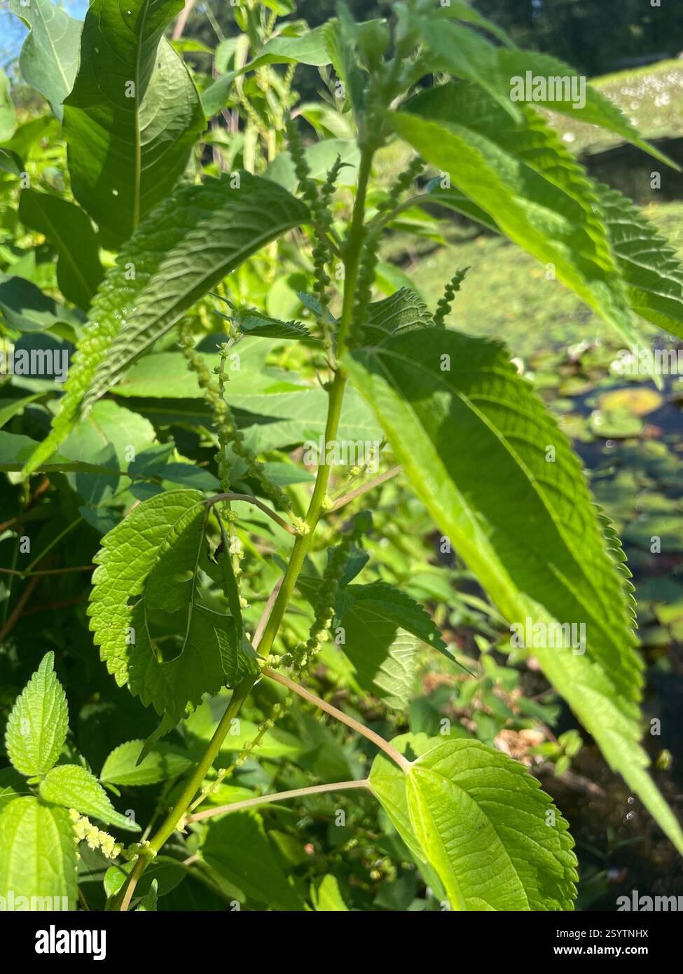 false nettle (Boehmeria cylindrica), Plantae, North Carolina, US, Edge ...