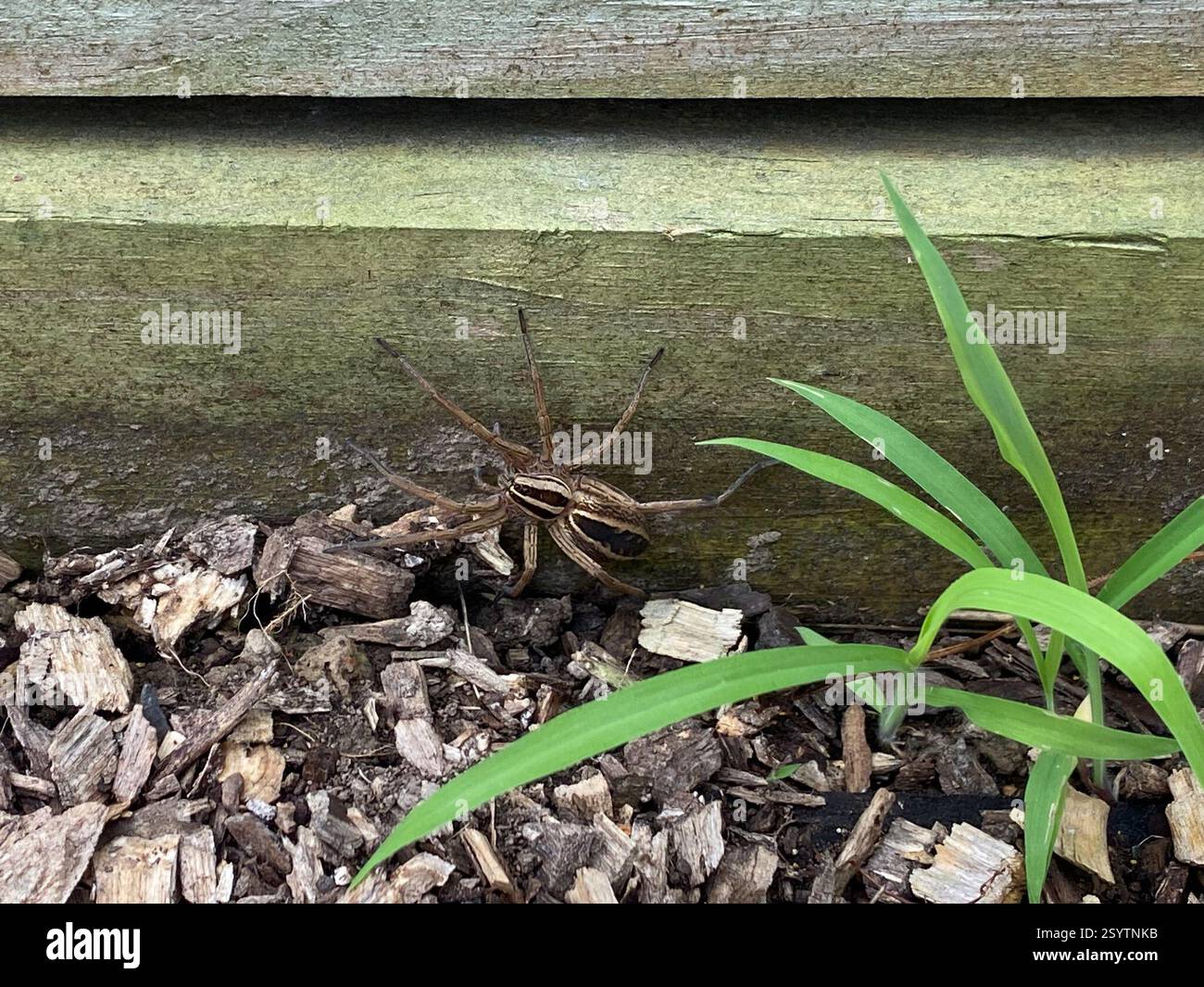 Rabid Wolf Spider (Rabidosa rabida), Arachnida, Ozark-St. Francis ...