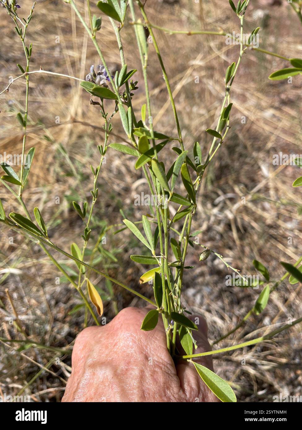 Slimflower Scurfpea (Pediomelum tenuiflorum), Plantae, Cibola National ...
