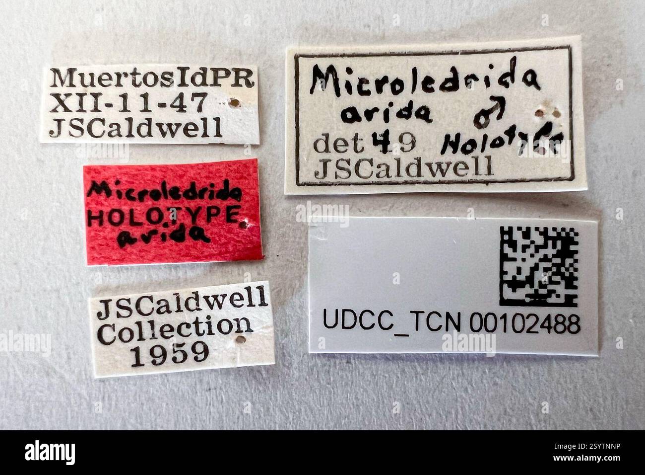 (Microledrida arida), Insecta, Isla Caja De Muertos, Ponce, Puerto Rico ...