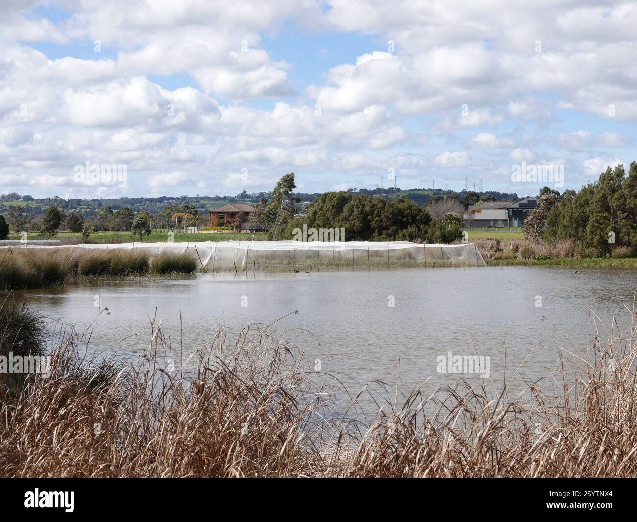 Pacific Black Duck (Anas superciliosa), Aves, Princess Freeway ...