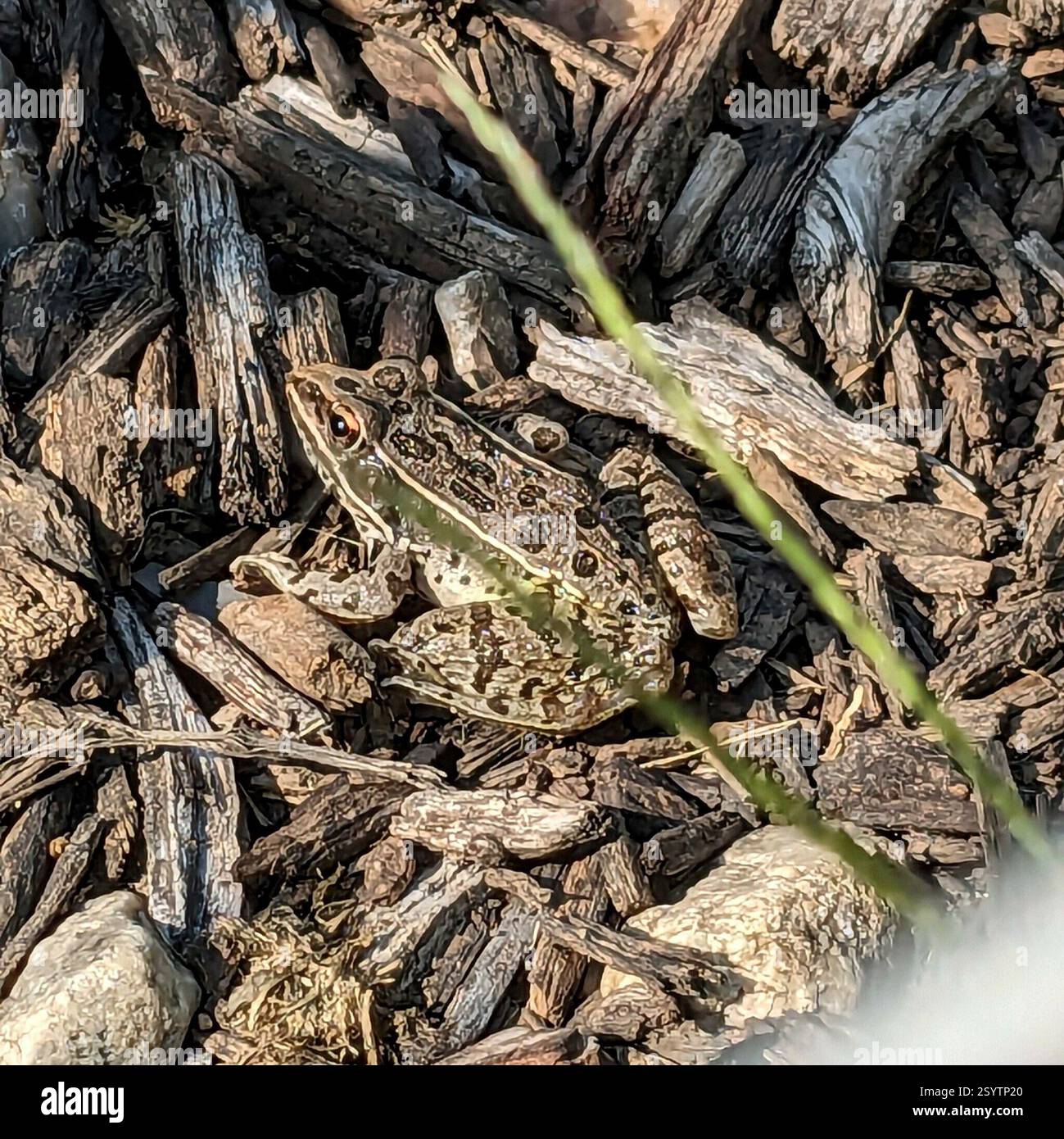Plains Leopard Frog (Lithobates blairi), Amphibia, South Central Omaha ...