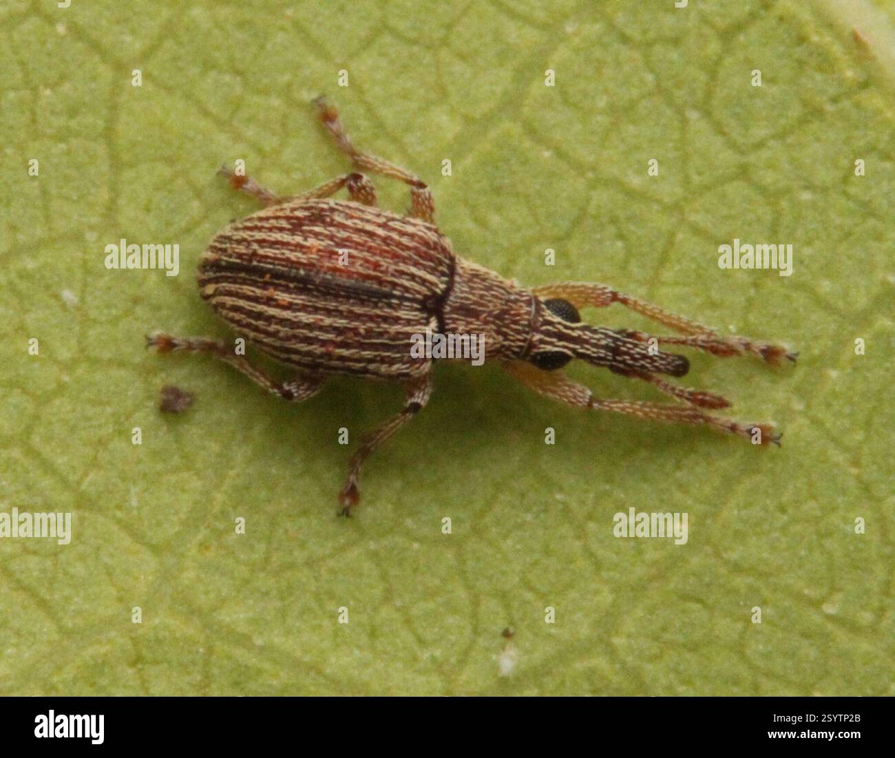 Pear-shaped Weevils (Apioninae), Insecta, Emerald Hill, Harare ...