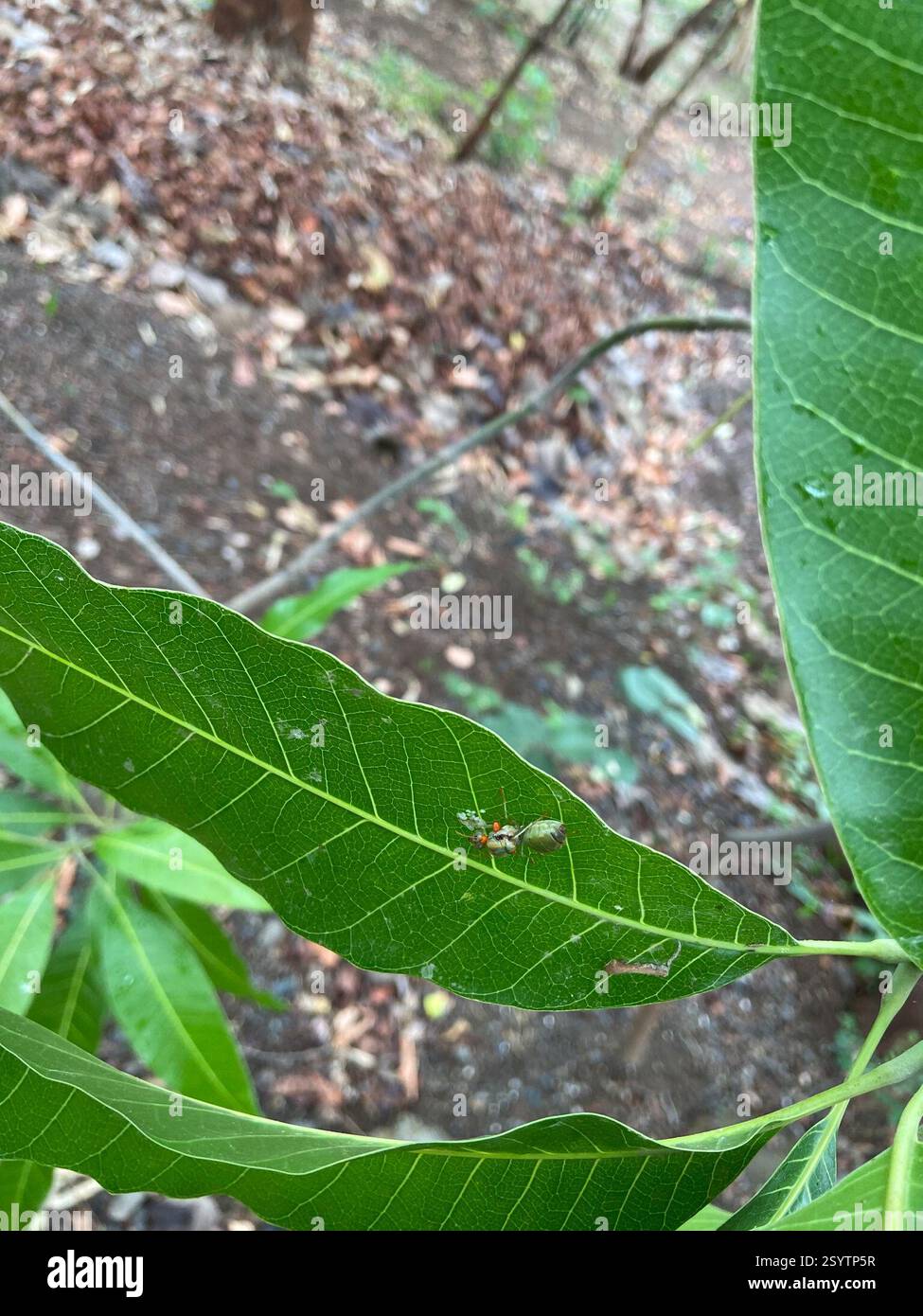 Asian Weaver Ant (Oecophylla smaragdina), Insecta, Dolvan, Tapi, GJ, IN ...