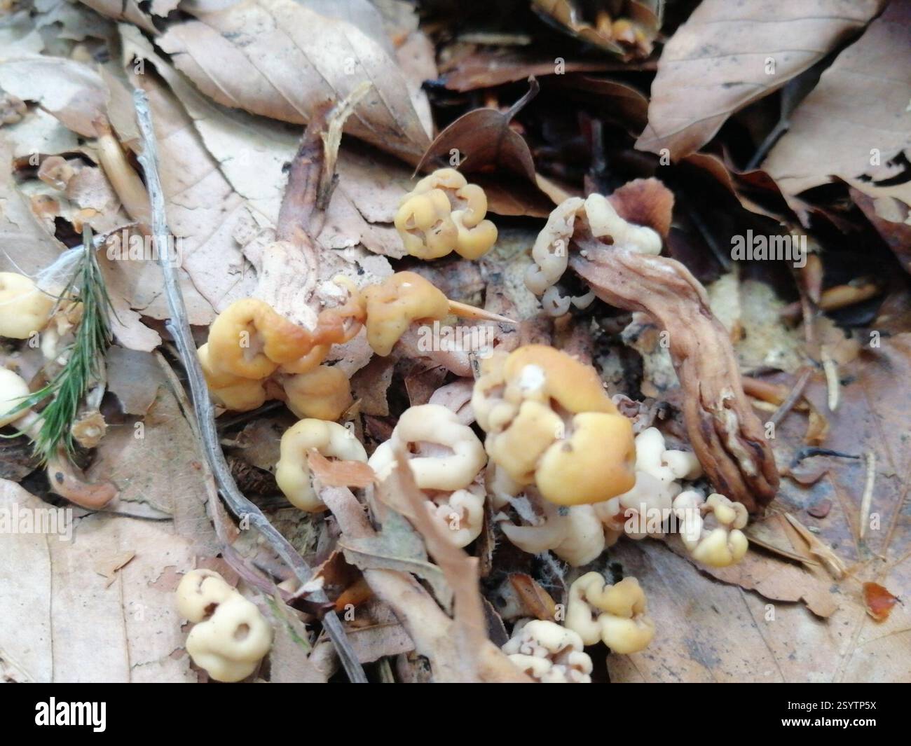 redleg jellybelly (Cudonia circinans), Fungi, Bondoraszó, Románia Stock ...