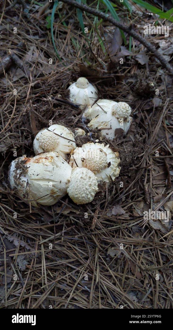 American Abrupt-Bulbed Lepidella (Amanita abrupta), Fungi, Stem, NC ...
