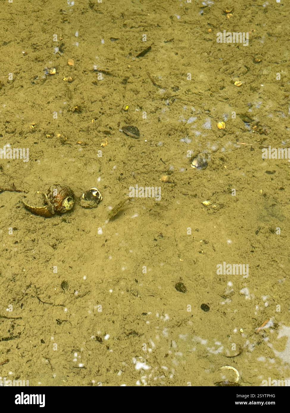 Chinese Barb (Barbodes semifasciolatus), Actinopterygii, Wetland Park ...