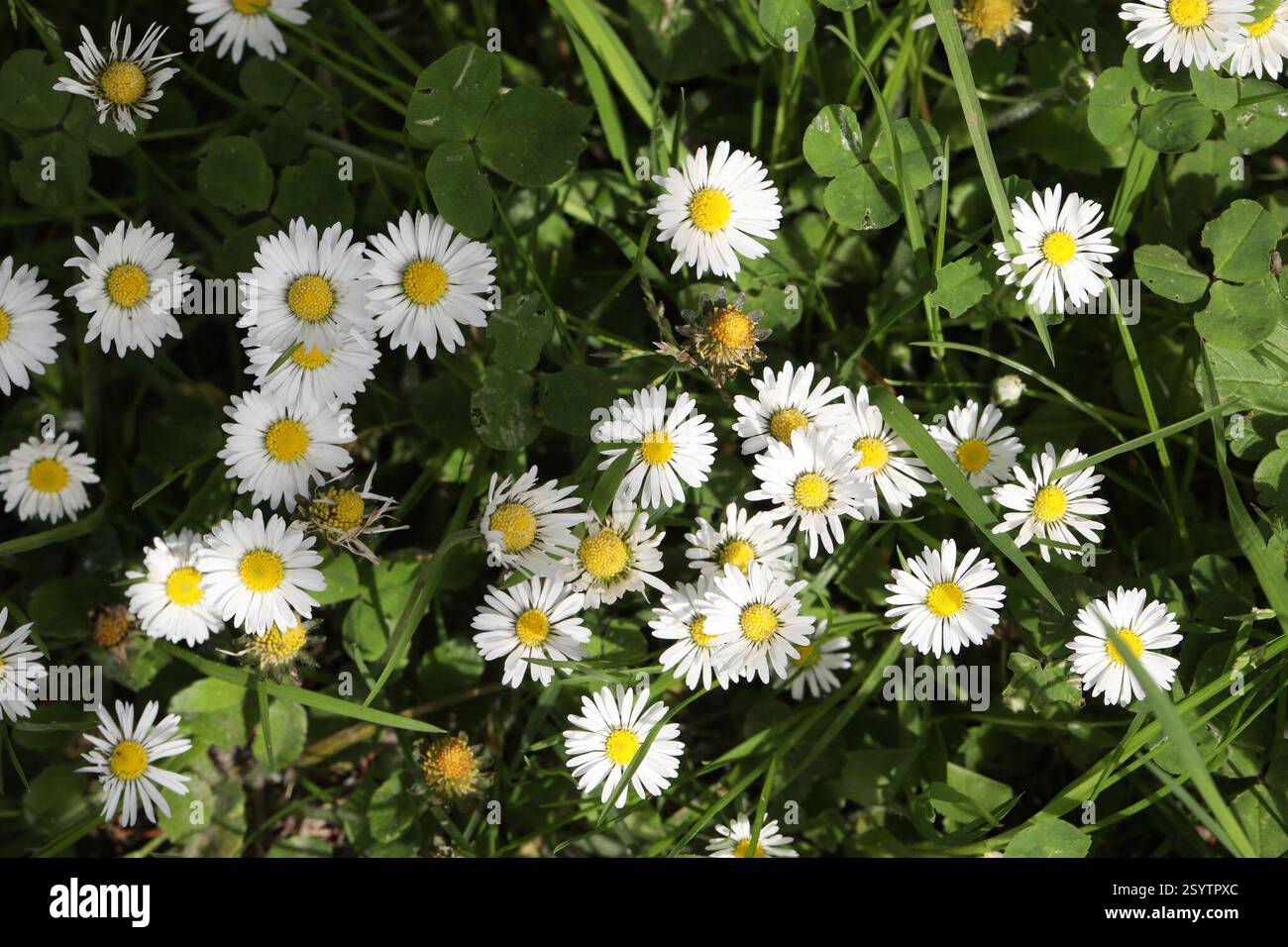 Lawn daisy (Bellis perennis), Plantae, Llyn Parc Mawr Woodland ...