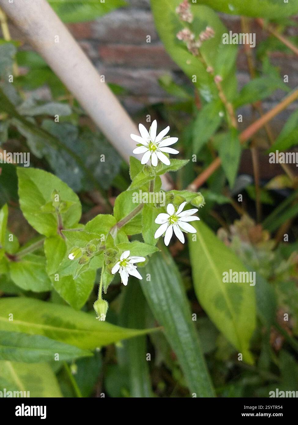 Water Chickweed (Stellaria aquatica), Plantae, Walled Garden, Bath BA2 ...