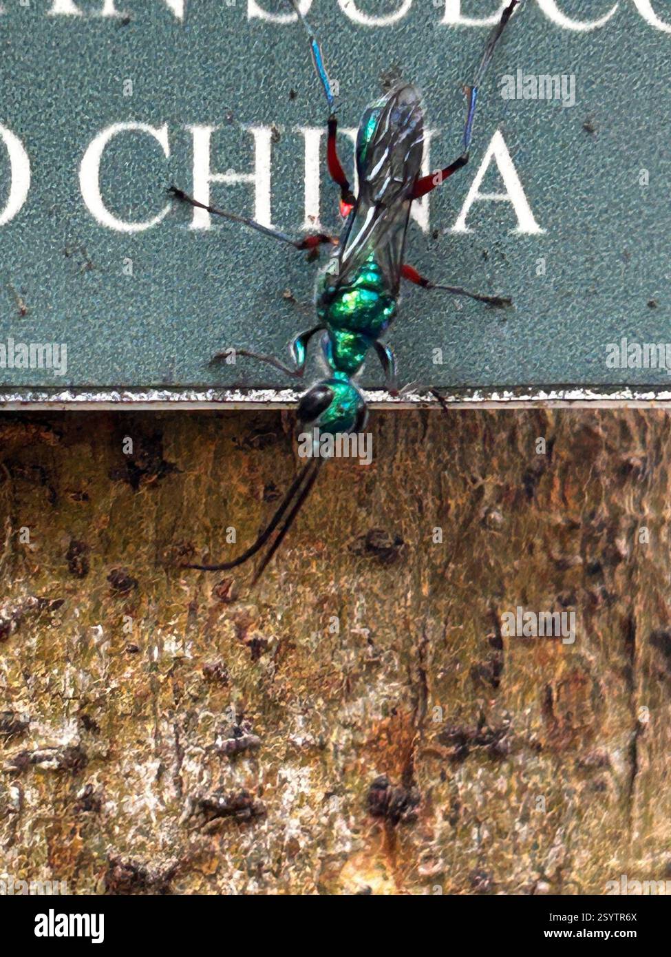 Emerald Cockroach Wasp (Ampulex compressa), Insecta, Kandawgyi Nature ...