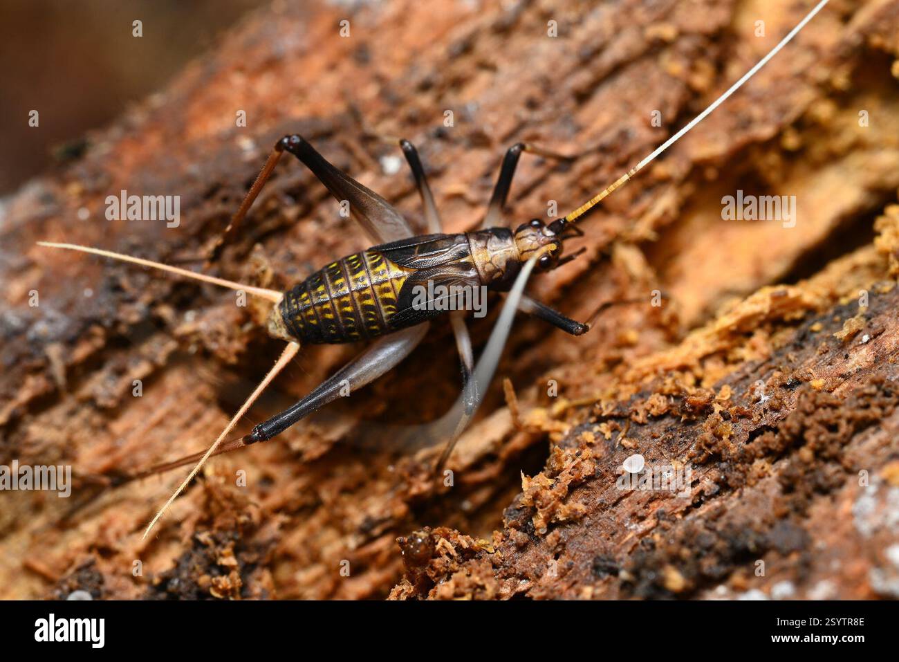 Asian Bell Cricket (Meloimorpha japonica), Insecta, 浙江省杭州市西湖区 Stock ...