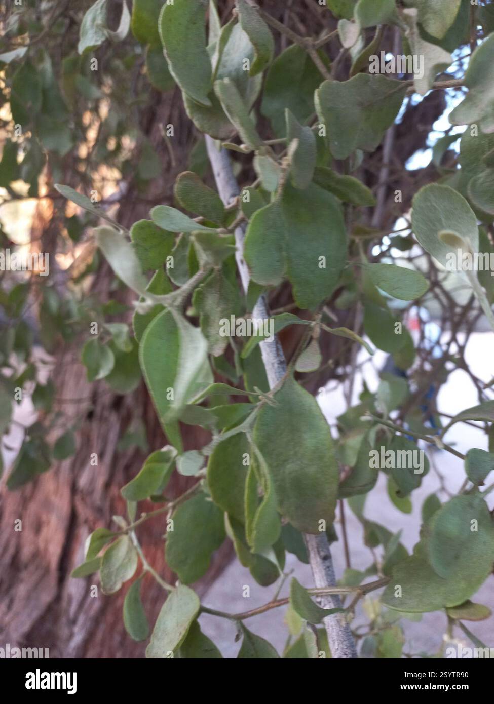 Candle Mistletoes (Septulina), Plantae, Richtersveld Local Municipality ...