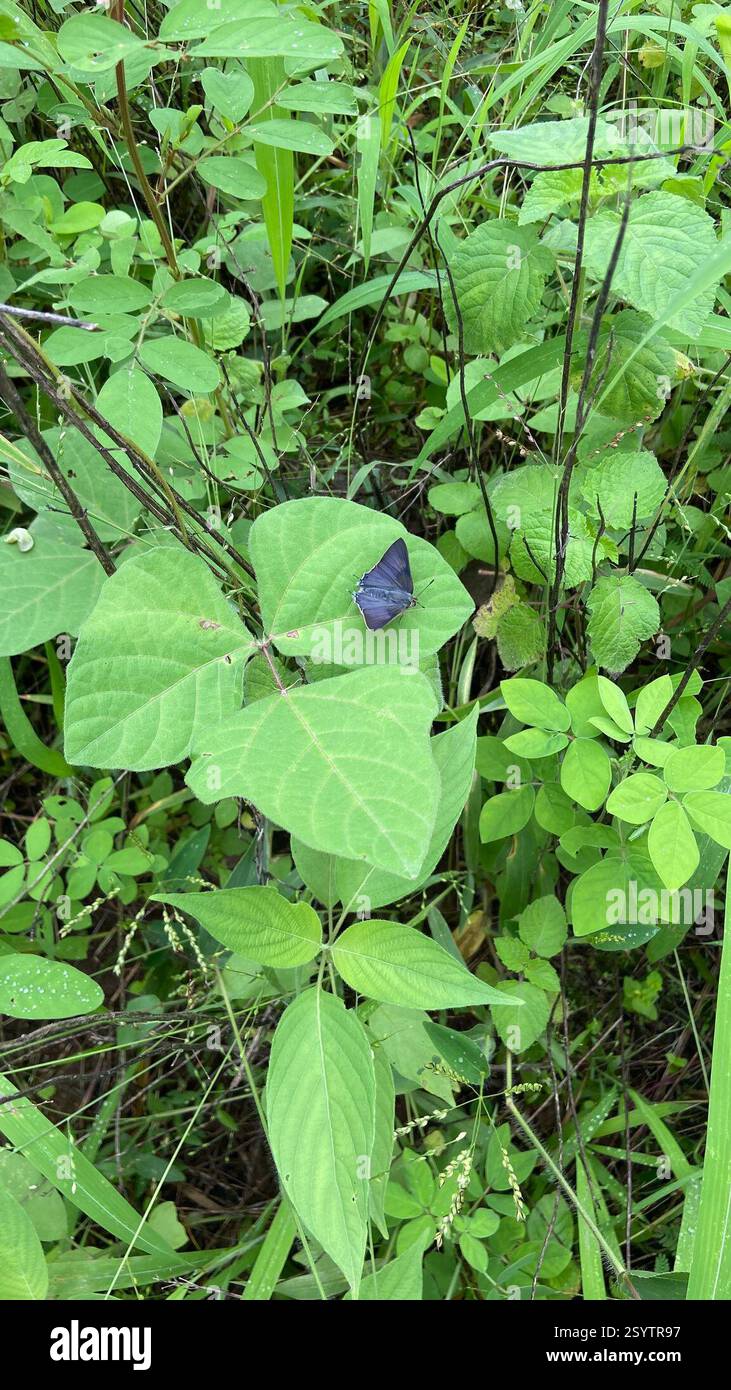 Common Guava Blue (Virachola isocrates), Insecta, Khedbrahma ...