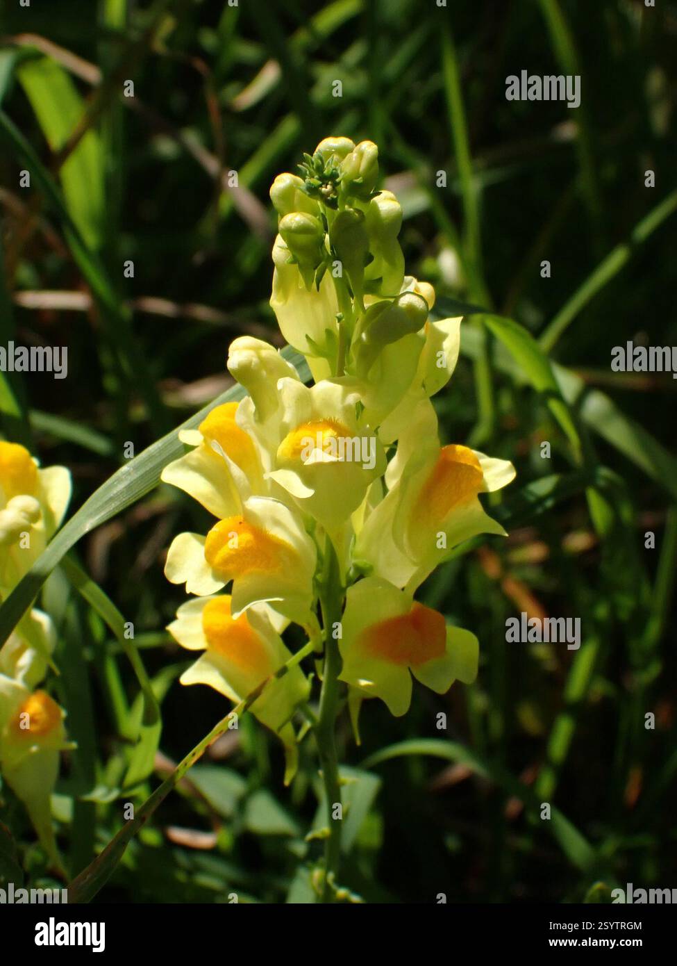 common toadflax (Linaria vulgaris), Plantae, Portsmouth, UK, Milton ...