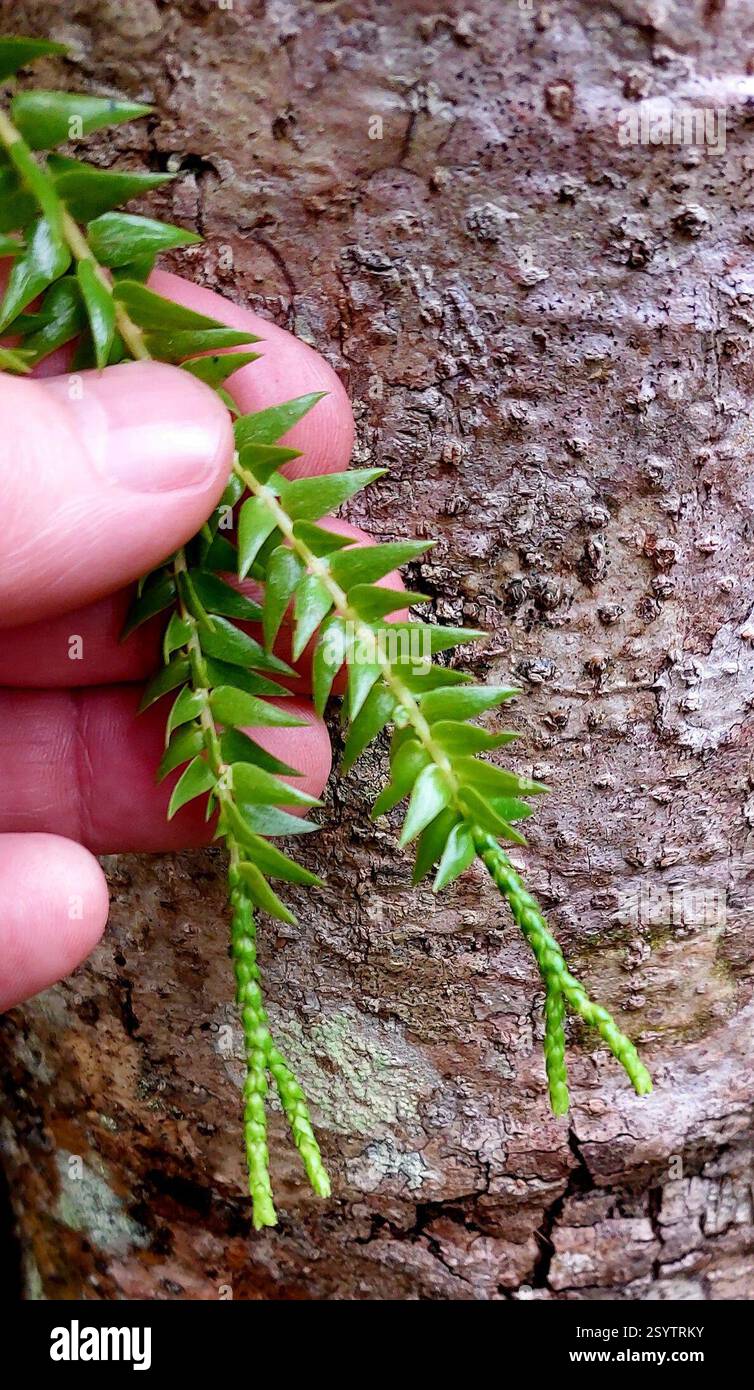 (Phlegmariurus harmsii), Plantae, Queensland, AU, Noted at base of ...