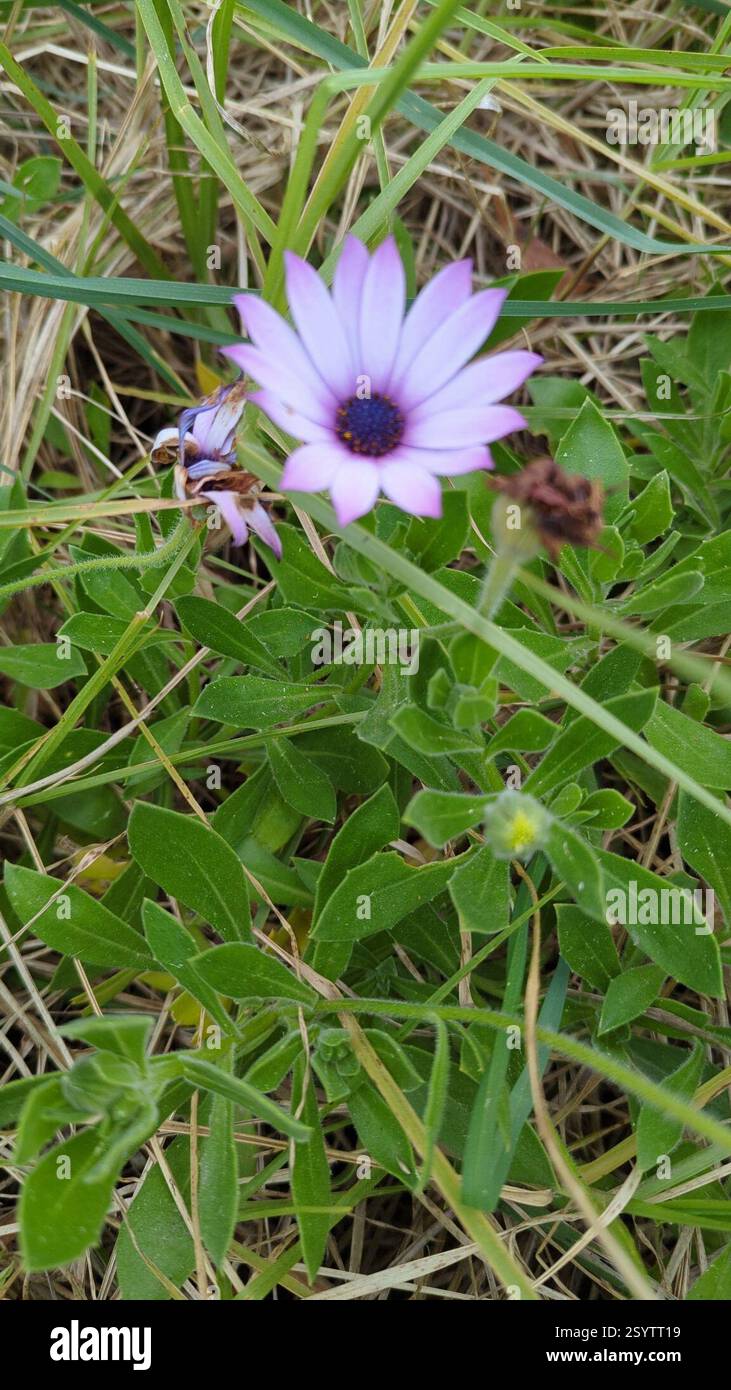 trailing African daisy (Dimorphotheca fruticosa), Plantae, Napier Stock ...
