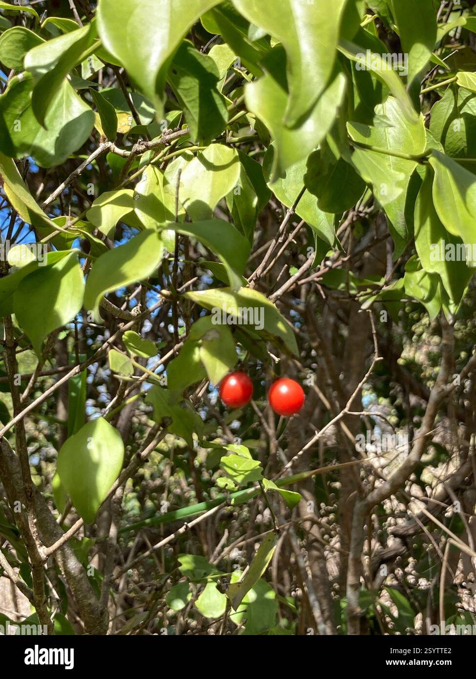 Strychnine Tree (Strychnos psilosperma), Plantae, Mount Murchison, QLD ...