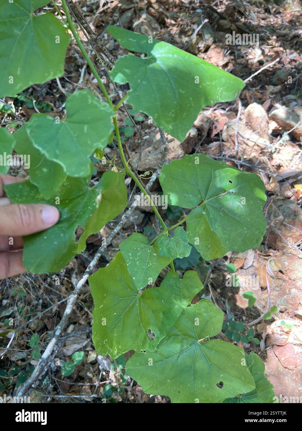 Searsville lake, california hi-res stock photography and images - Alamy