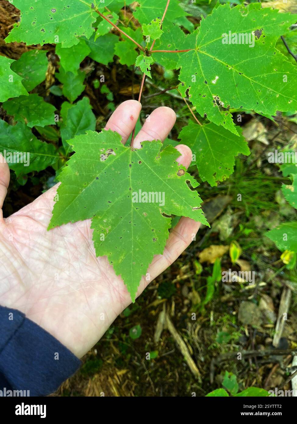 red maple (Acer rubrum), Plantae, Stewiacke River Park Rd, Colchester ...