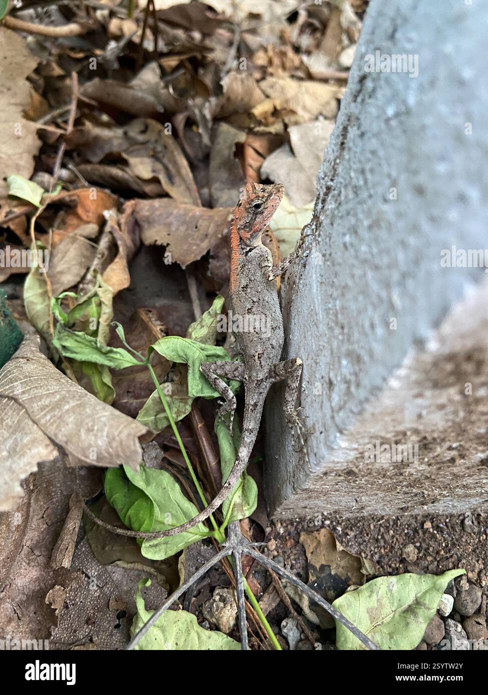 Roux's Forest Lizard (Monilesaurus rouxii), Reptilia, Dolvan, Tapi, GJ ...
