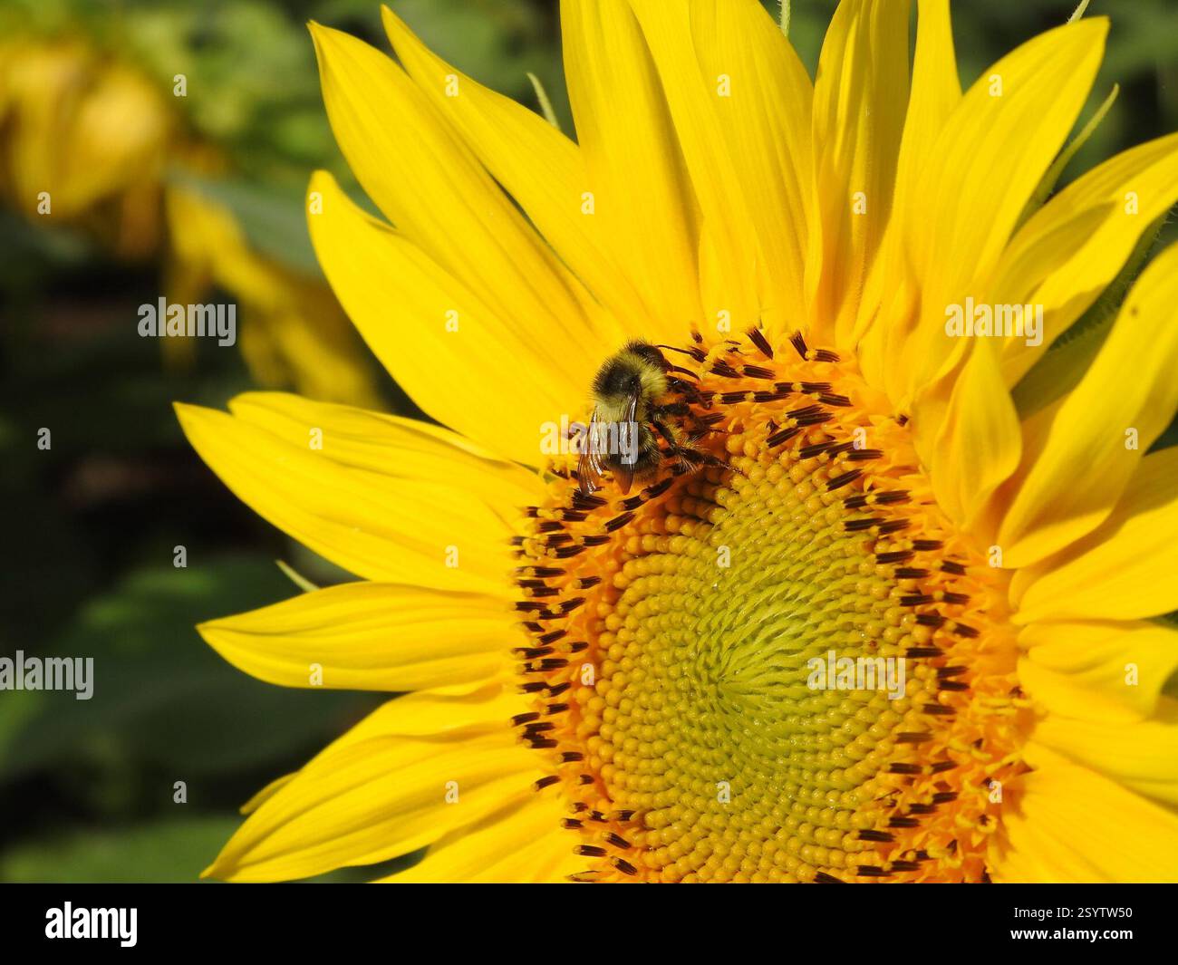 Shrill Carder-Bumble bee (Bombus sylvarum), Insecta, Mannheim, Germany ...