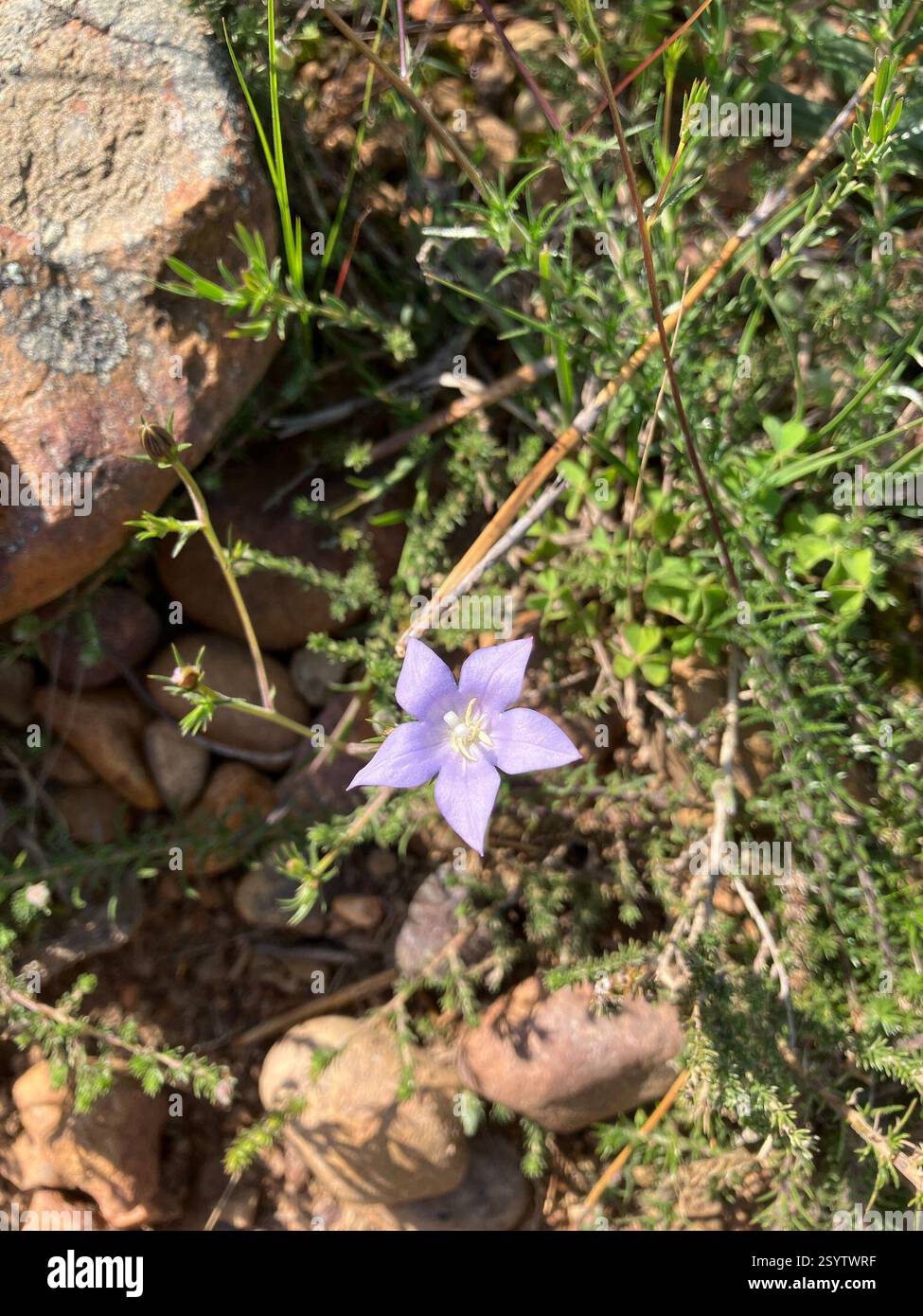 Blackrim Bell (Roella incurva), Plantae, Bontebok National Park, ZA-WC ...