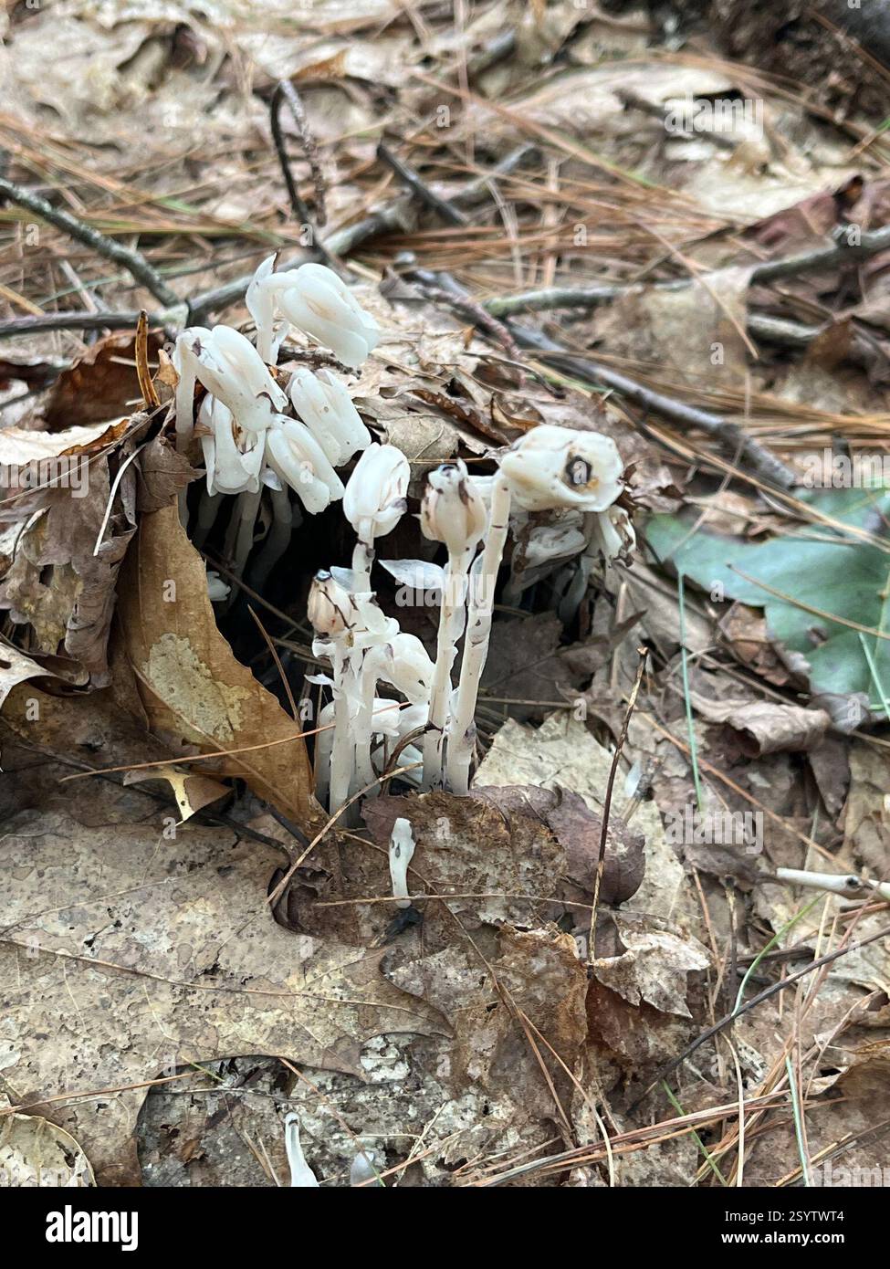 Ghost Pipe (Monotropa uniflora), Plantae, White River Junction, VT, US ...