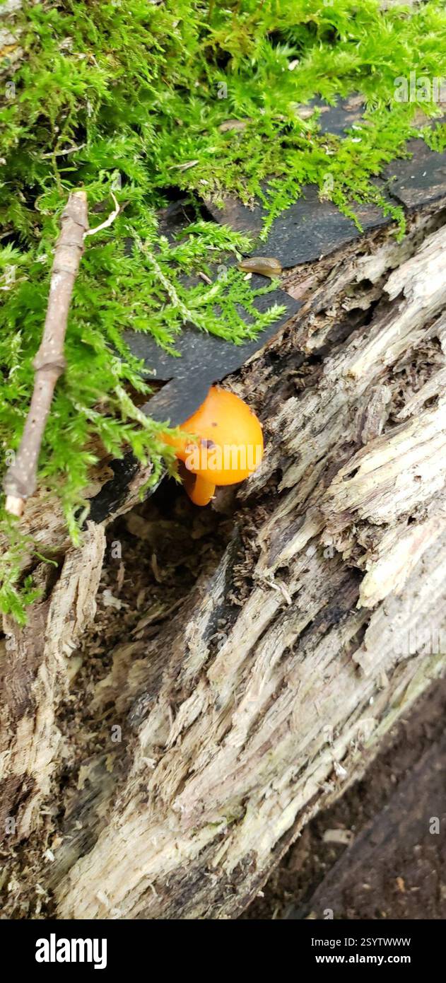 orange mycena (Mycena leaiana), Fungi, Price County, US-WI, US, Growing ...