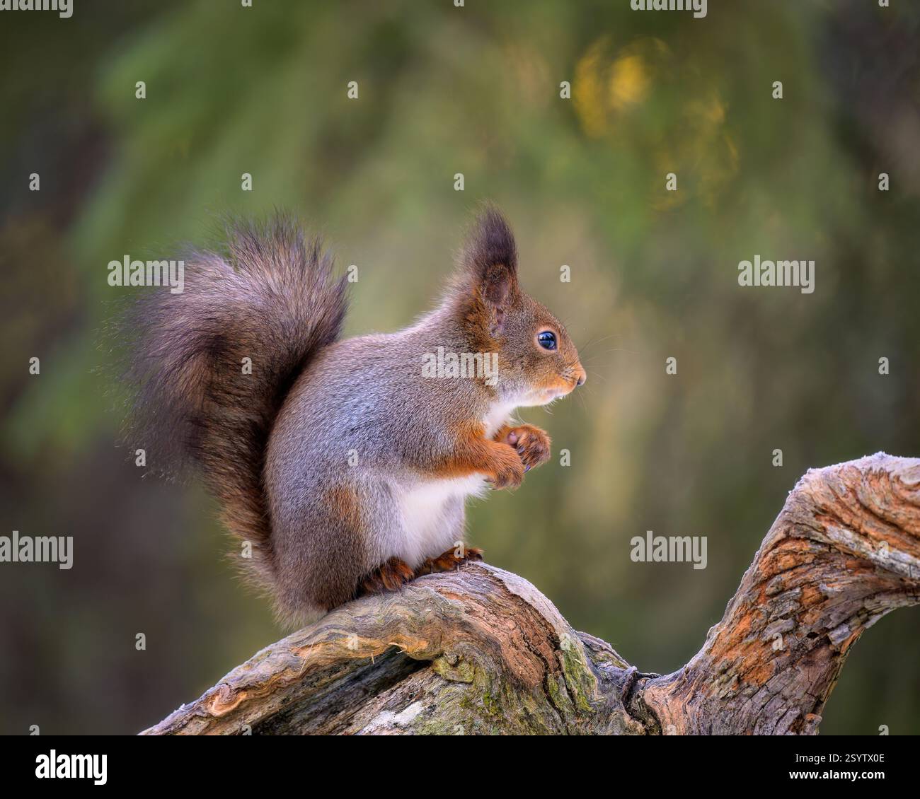 Cute Norwegian Red squirrel (Sciurus vulgaris Stock Photo - Alamy
