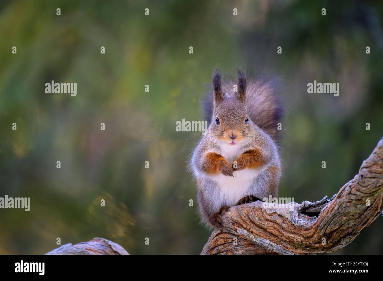 Cute Norwegian Red squirrel (Sciurus vulgaris Stock Photo - Alamy