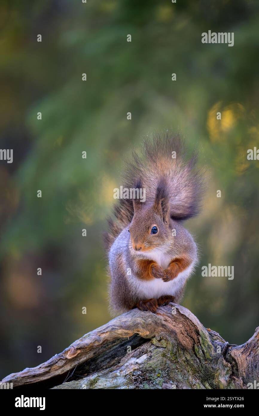 Cute Norwegian Red squirrel (Sciurus vulgaris Stock Photo - Alamy