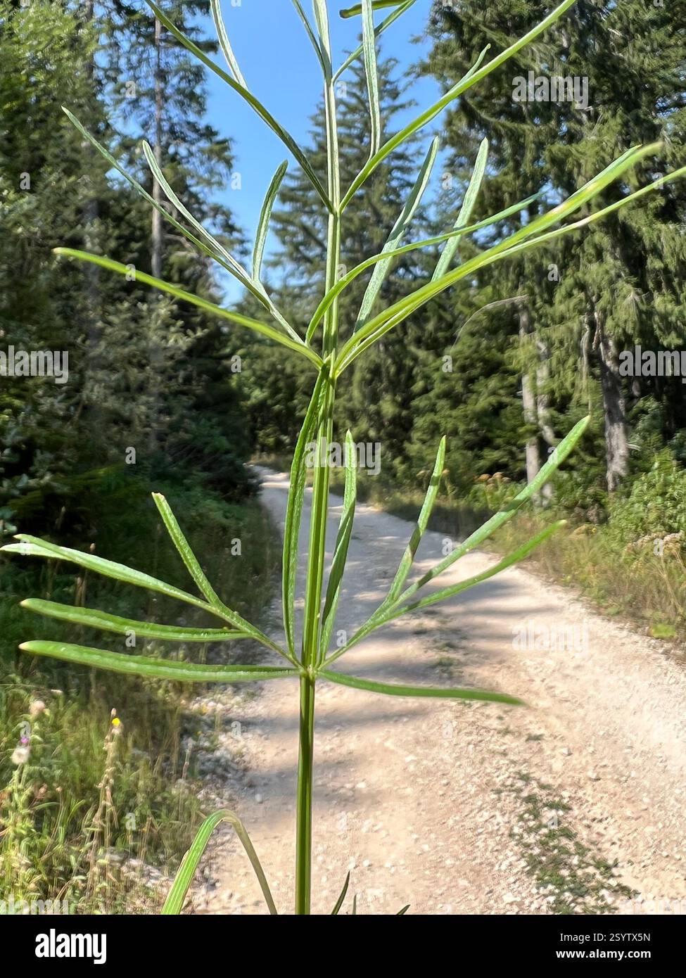 (Apioideae), Plantae, Glamoč, Federacija Bosne i Hercegovine, BA Stock ...