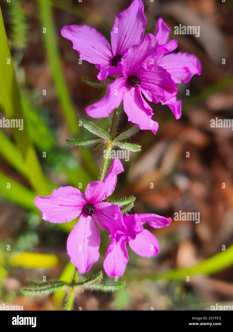 Thyme Pink-bells (Tetratheca thymifolia), Plantae, Pacific Way opp ...