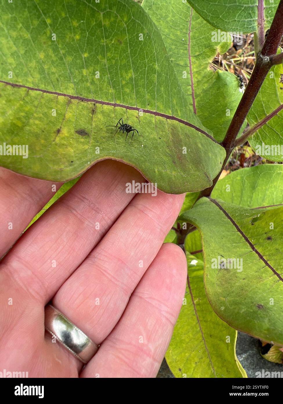 fusca-group Field Ants and Allies (Formica fusca), Insecta, St. Joseph ...