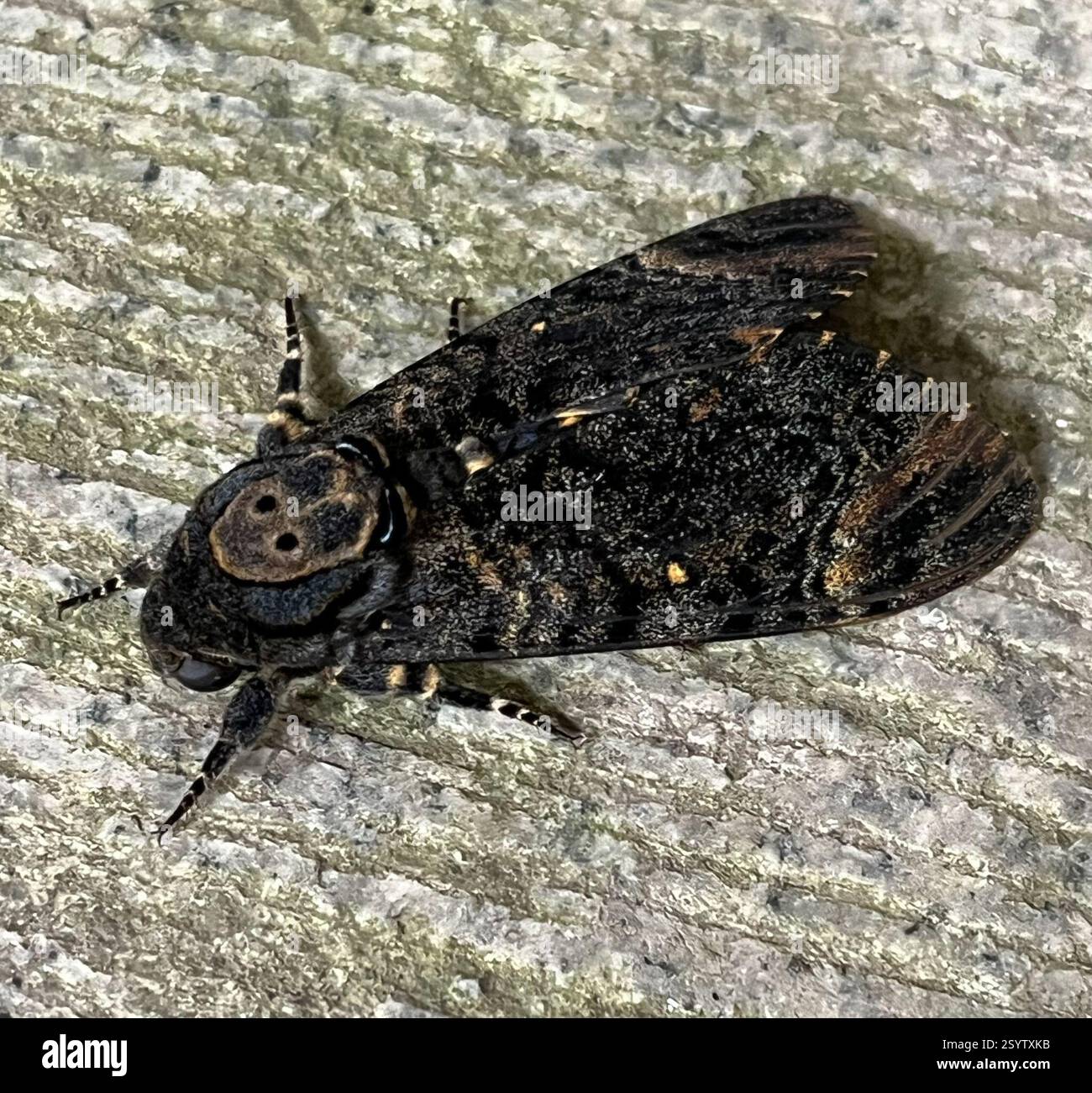 Eastern Death's Head hawkmoth (Acherontia styx), Insecta, Xuhui ...